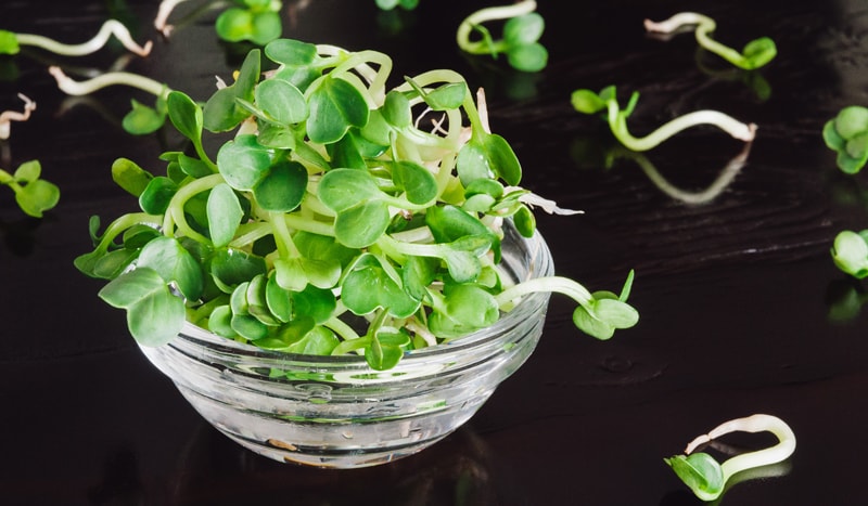 Grow Clover Seed Sprouts in a Jar | Nouveau Raw