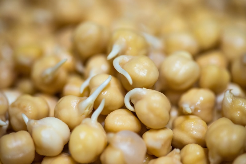 Sprouting Chickpeas / Garbanzo Beans