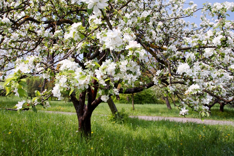 Apples - An Apple a Day | AmieSue.com