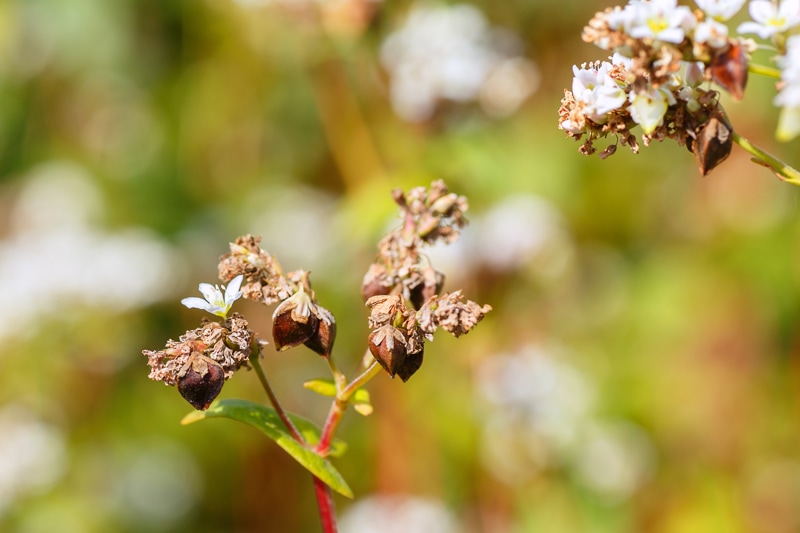 Buckwheat - Good for the Body, Good for the Land