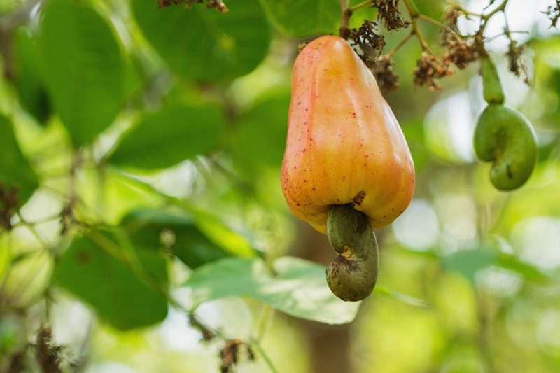 Cashew Fruit