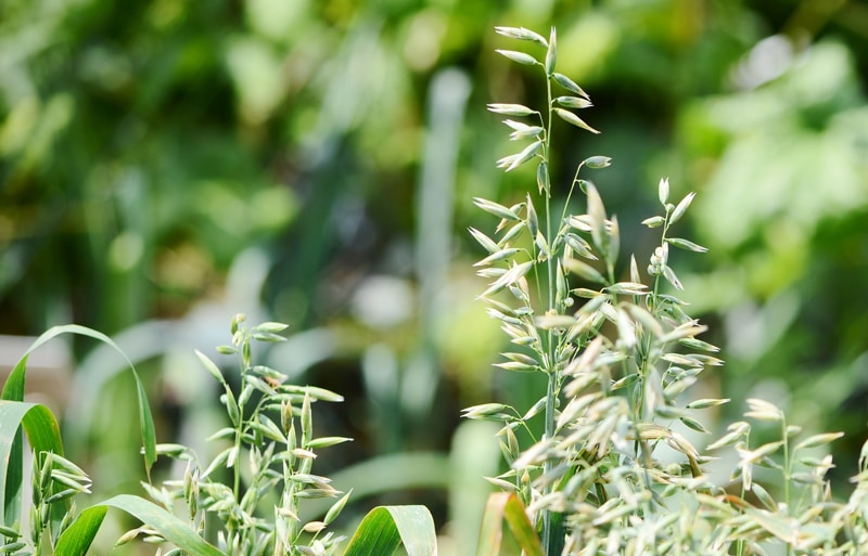 Oats - How to Identify Raw Oats