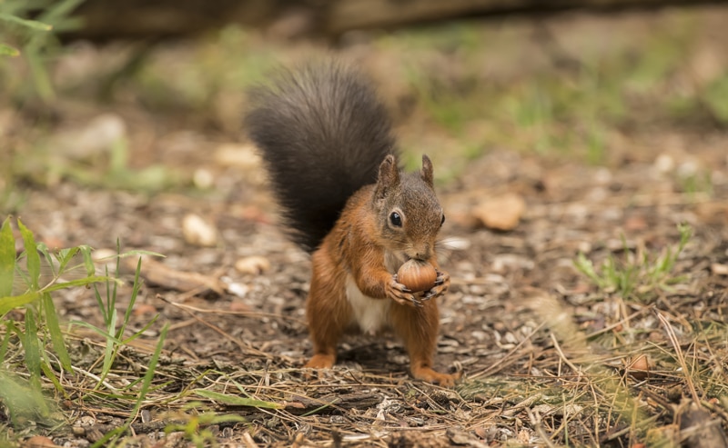 Hazelnuts - Oregon State Nut