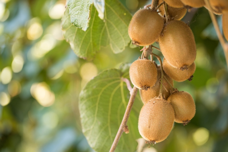 Kiwifruit - Furry Fruit