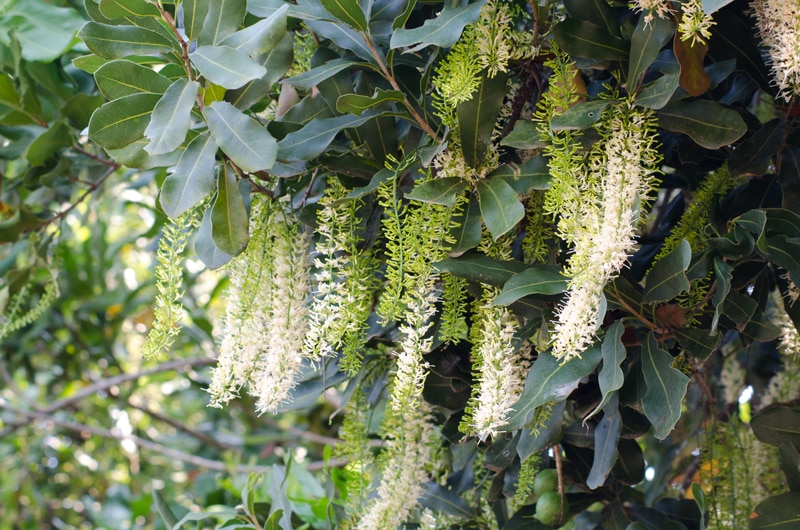 Macadamia Nuts - A Hard Nut to Crack