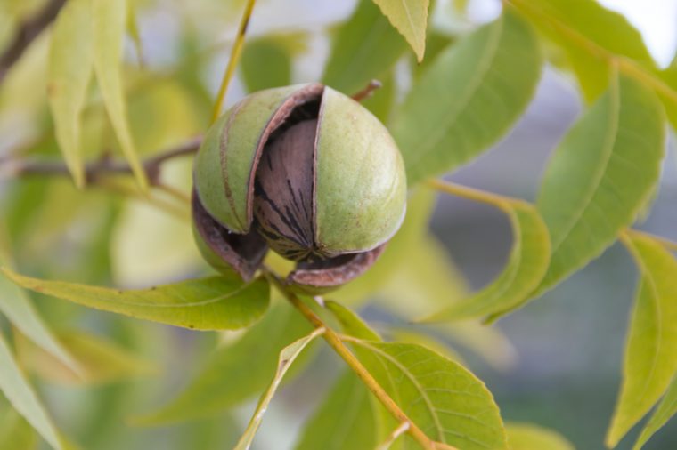 Pecans and How They Grow (300 years of growth)