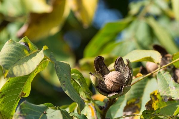 Walnuts and How they Grow