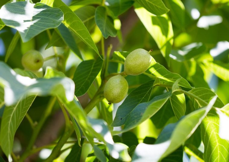 Walnuts and How they Grow