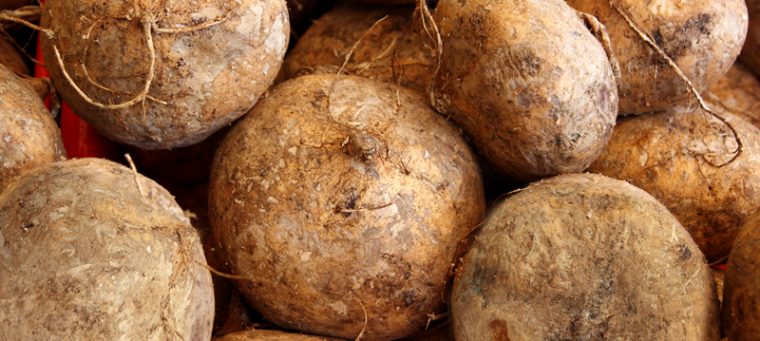 Jicama - A Root with 11 Names