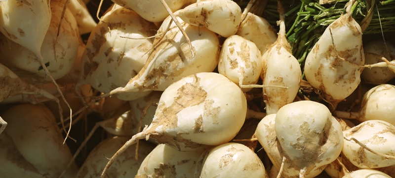 Jicama - A Root with 11 Names