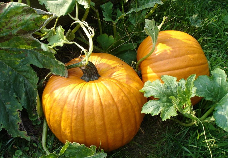 Pumpkins - They are Technically a Fruit | AmieSue.com
