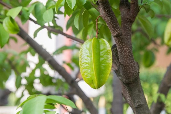 Starfruit - The Entire Fruit is Edible