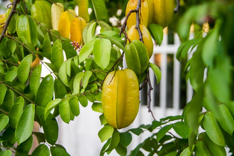 Starfruit - The Entire Fruit is Edible