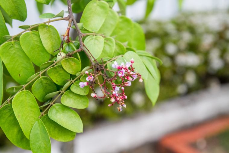 Starfruit - The Entire Fruit is Edible