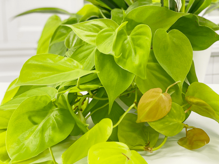 Philodendron | Lemon Lime | Care Difficulty - Easy | AmieSue.com