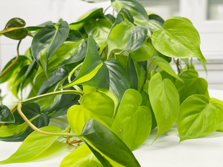 Philodendron Brasil Plant | Care Difficulty - Easy | AmieSue.com
