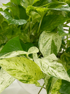 Pothos | Marble Queen Pothos | Care Difficulty - Moderate | AmieSue.com