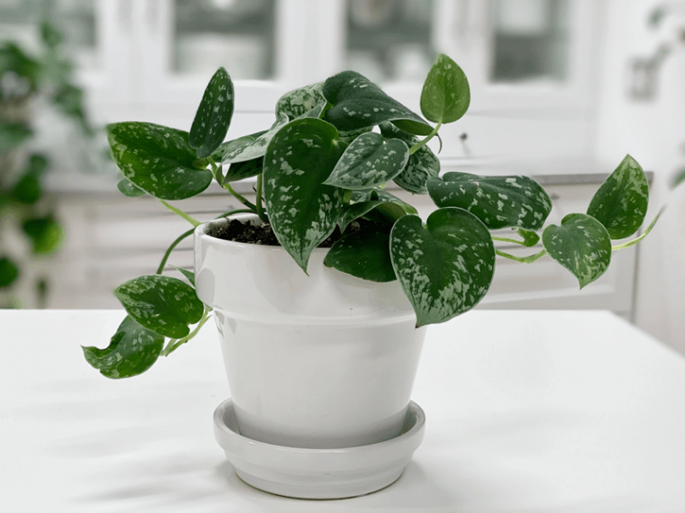 Pothos Plant | Silver Satin | Care Difficulty - Easy | AmieSue.com