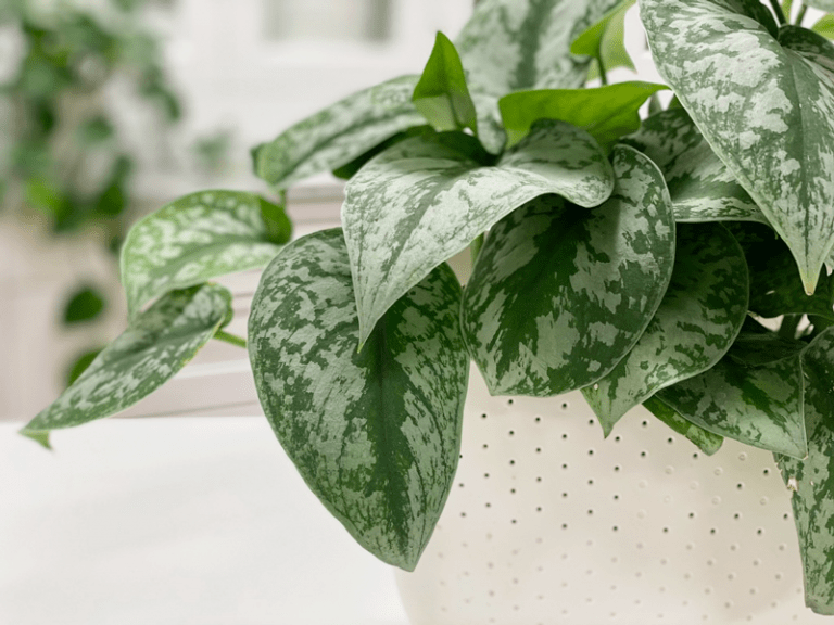 Pothos Plant | Silver Satin | Care Difficulty - Easy | AmieSue.com