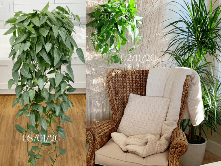 Pothos | Cebu Blue | Care Difficulty - Easy | AmieSue.com