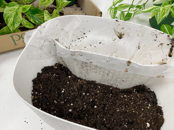 My Favorite Plant Pot | Wallygro! | AmieSue.com