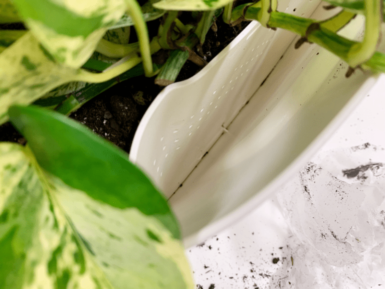 My Favorite Plant Pot | Wallygro! | AmieSue.com