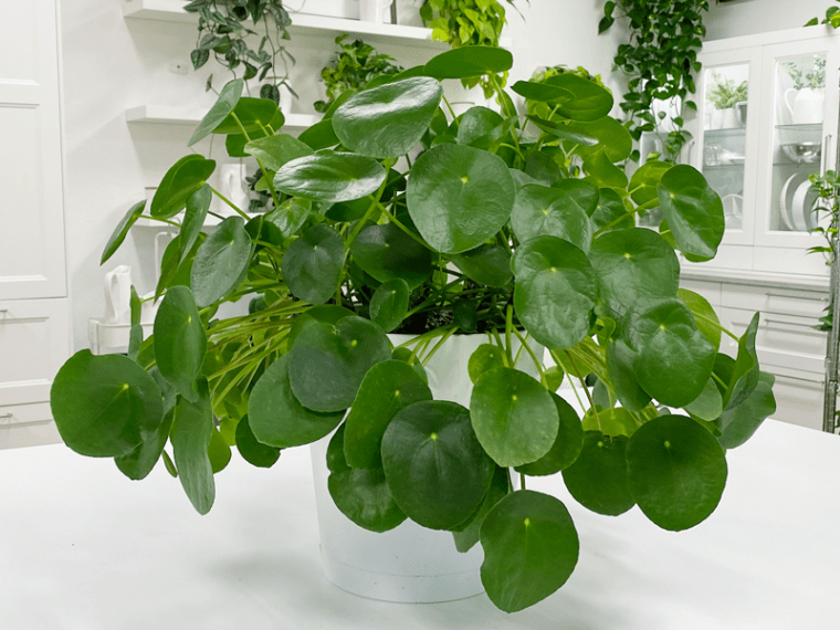 Pilea Peperomioides | Friendship Plant | Care Difficulty - Moderate ...