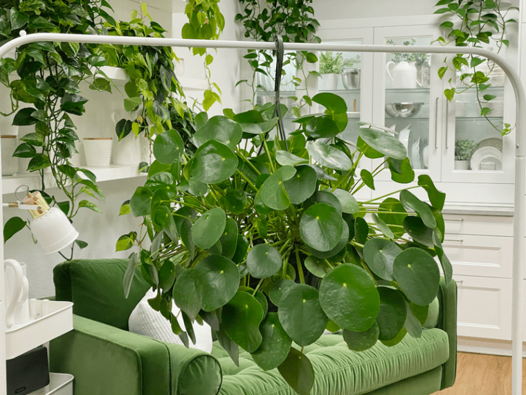 Pilea Peperomioides | Friendship Plant | Care Difficulty - Moderate ...