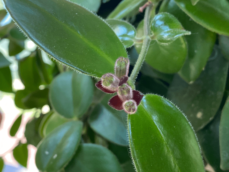 Mona Lisa Lipstick Plant | Pucker Up Baby! | Care Difficulty - Easy ...