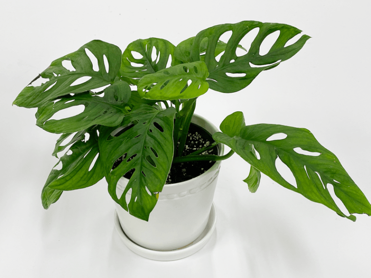 Swiss Cheese Plant | Monstera Adansonii | Care Difficulty - Easy ...