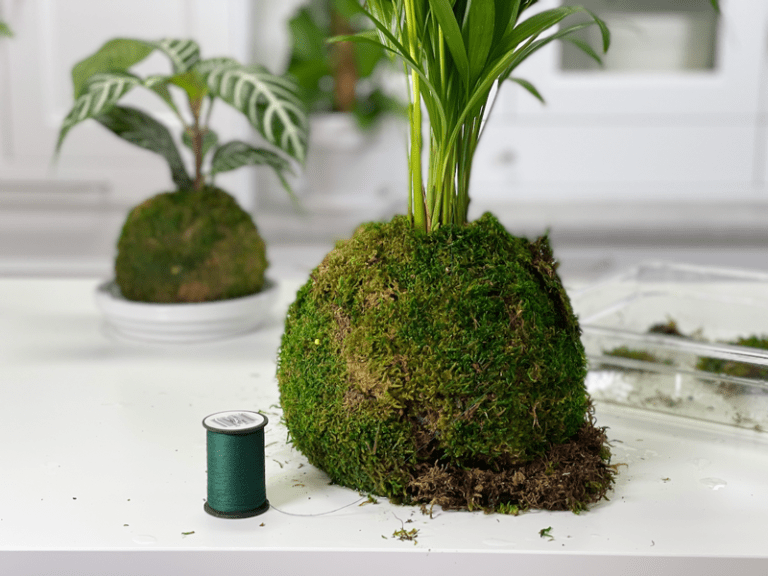 Kokedama Moss Ball Plant | Table Top Style | AmieSue.com